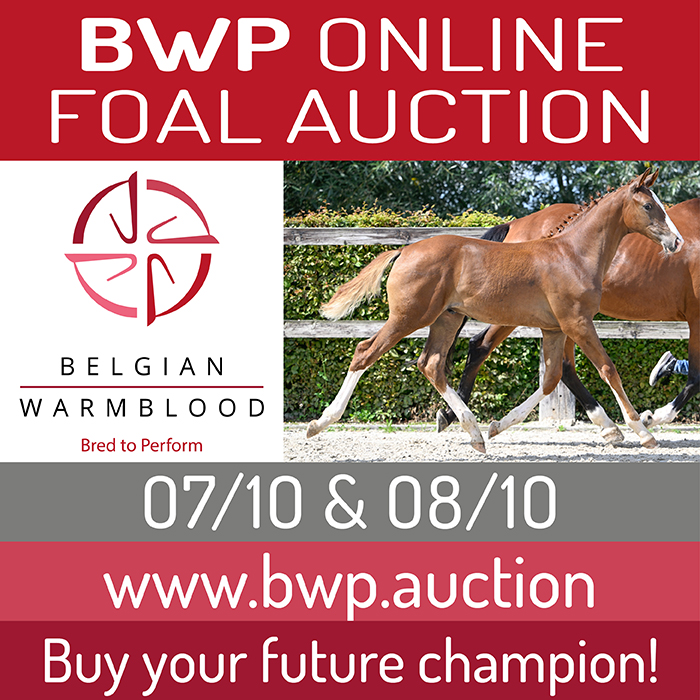 Top Stallion Auction | Belgian Warmblood